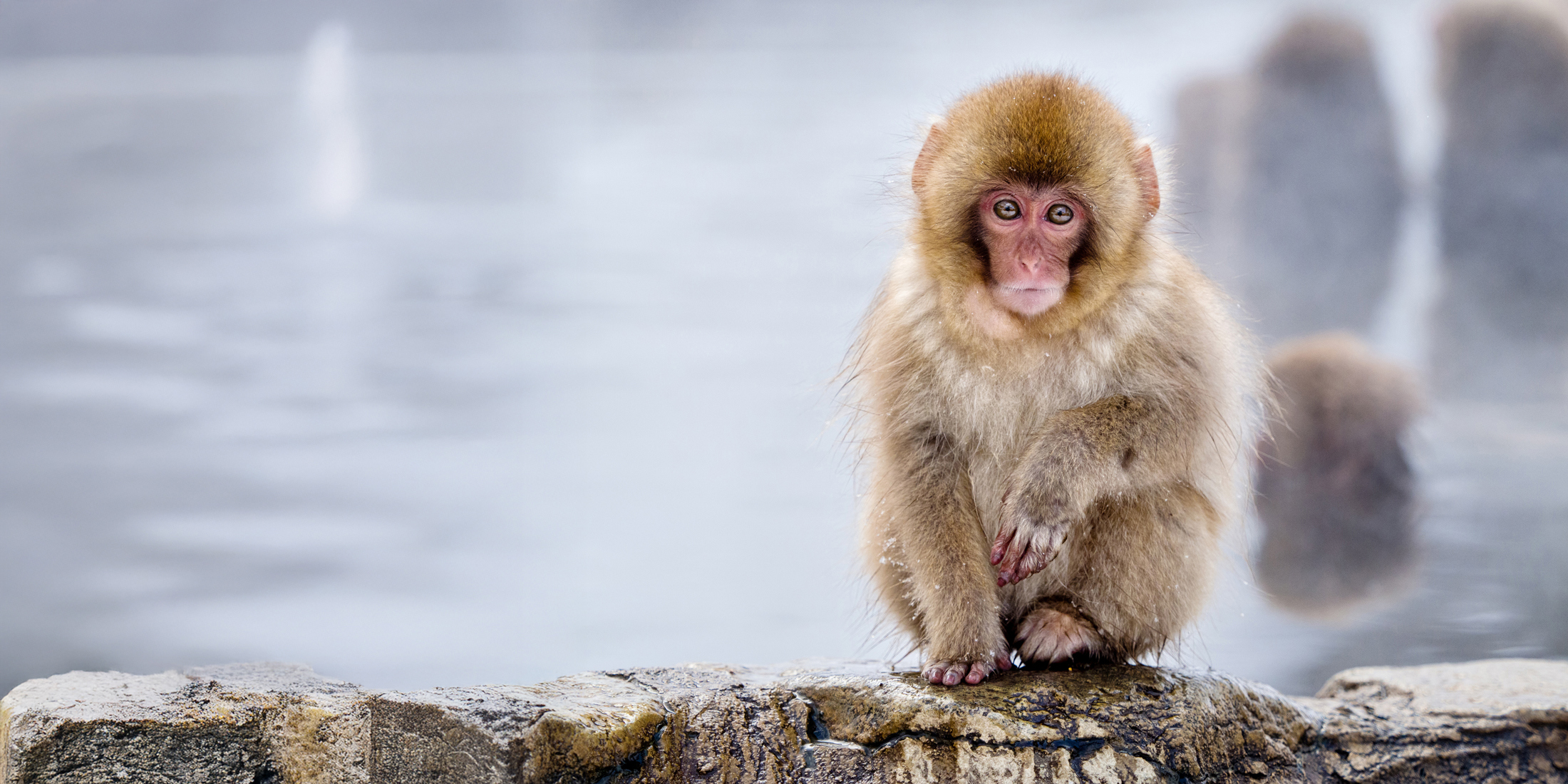 Journey Through Japan with Snow Monkeys, Bullet Train & Tea Ceremony ...